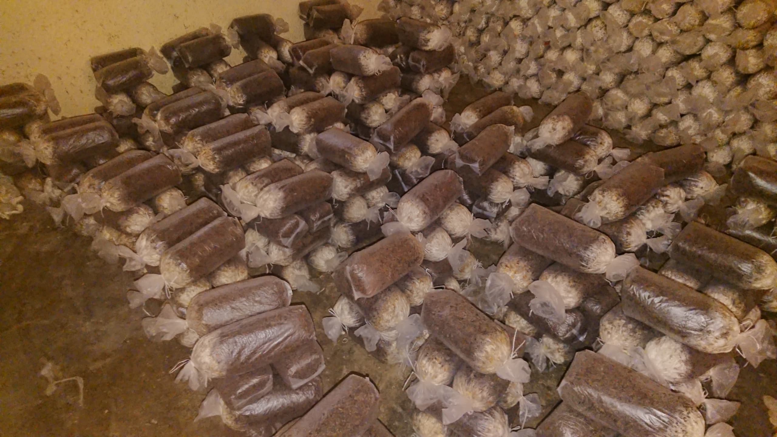 Abagore n’urubyiruko ku isonga mu basarura amafaranga y’ibihumyo - ICK News